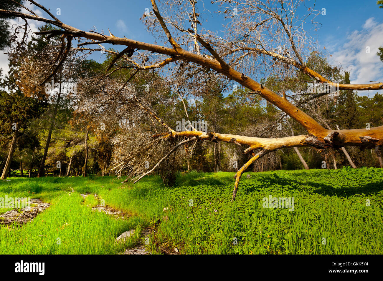 Israeli spring hi-res stock photography and images - Alamy