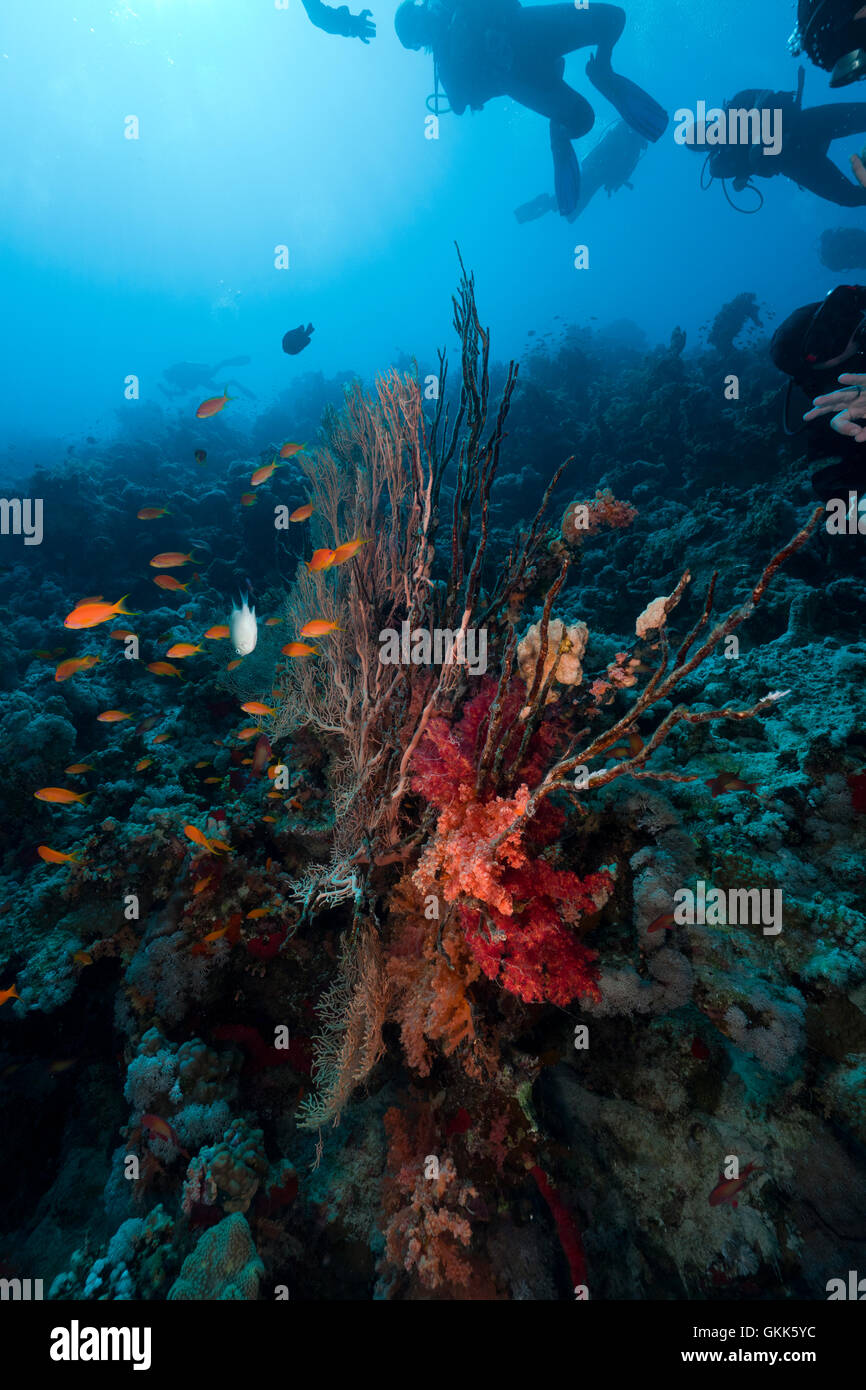 Scuba divers and tropical reef in the Red Sea Stock Photo - Alamy