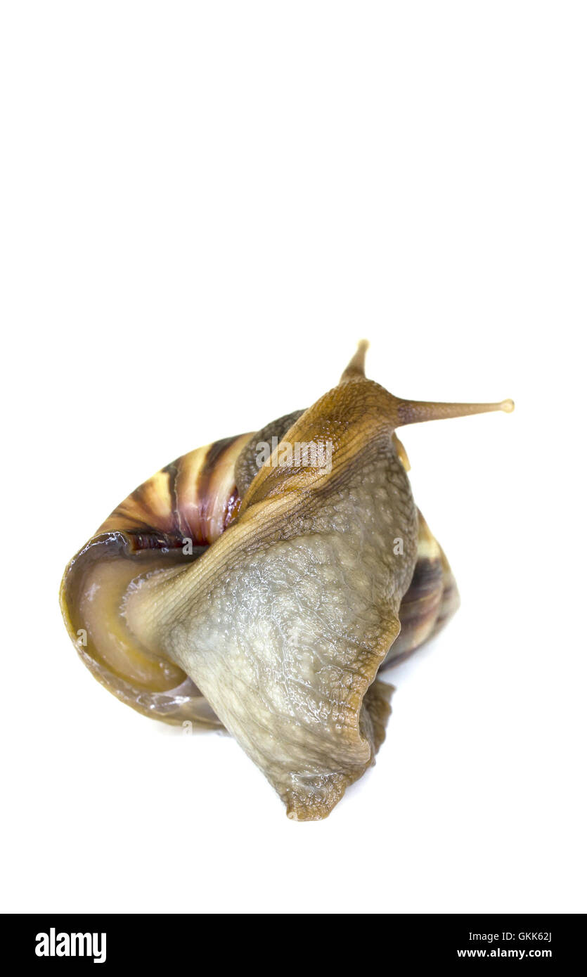 Giant garden snail hi-res stock photography and images - Alamy