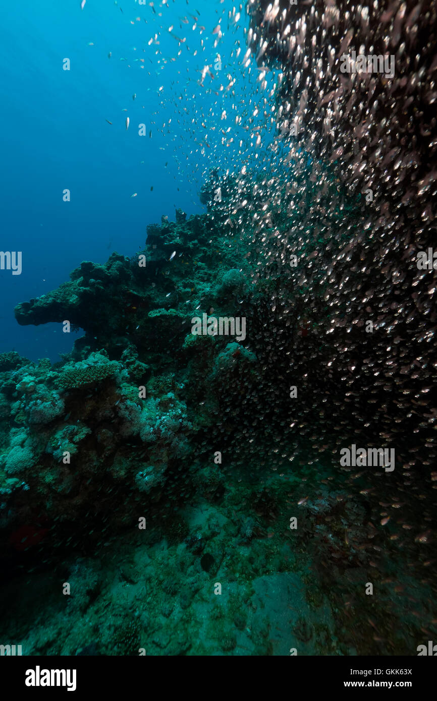 Glassfish background hi-res stock photography and images - Alamy