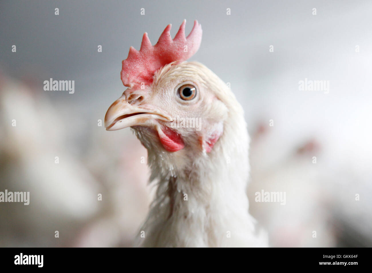 portrait of a chicken Stock Photo - Alamy