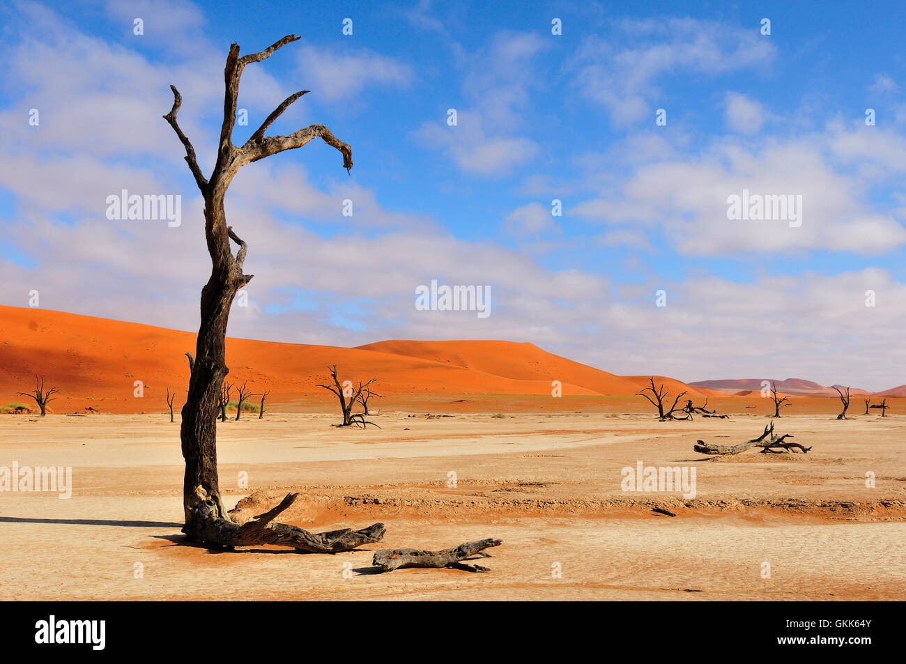 Lonely tree skeleton, Deadvlei, Namibia Stock Photo - Alamy