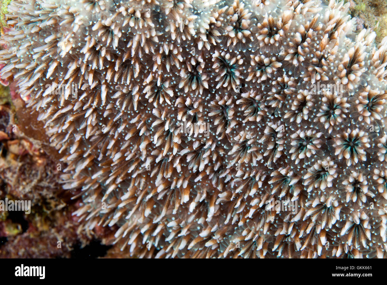 Coral texture in the Red Sea Stock Photo - Alamy