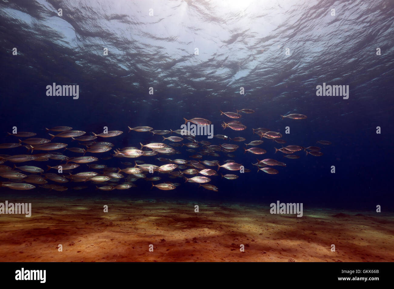 Striped mackerel (rastrelliger kanagurta) in the Red Sea Stock Photo ...