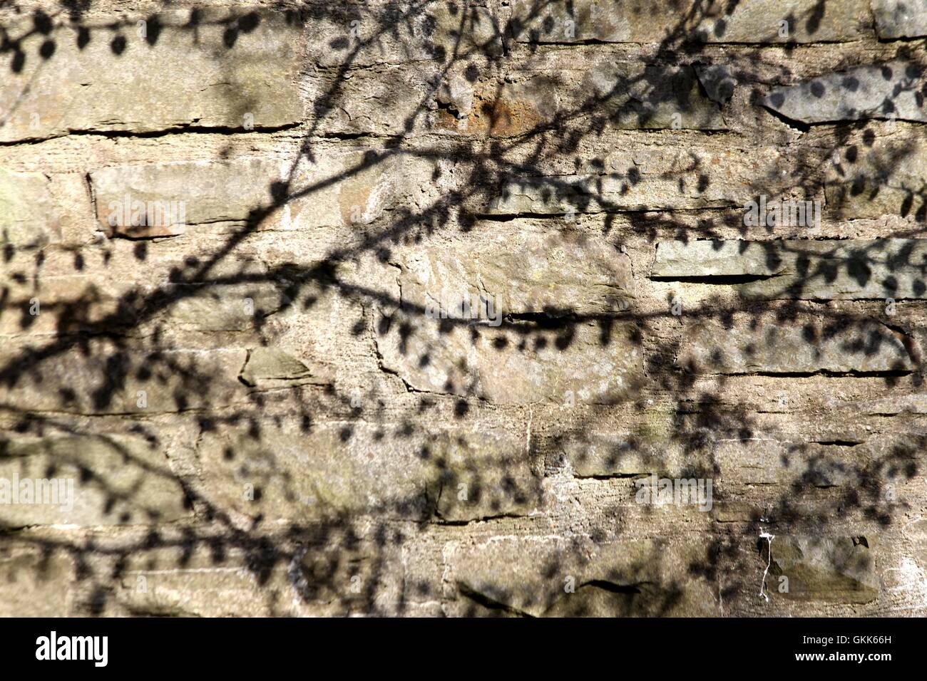 branch wall shadows Stock Photo - Alamy