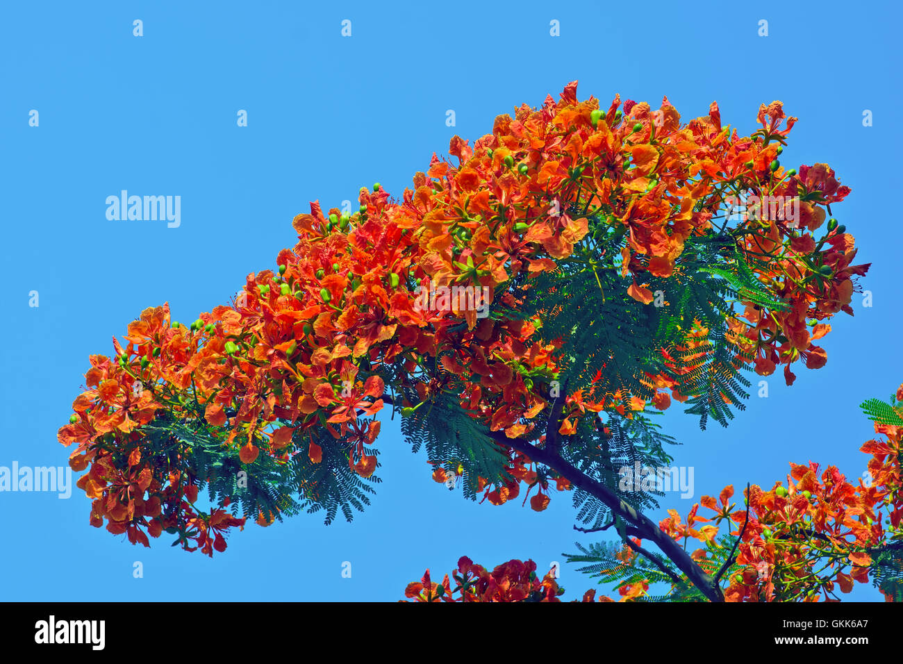 Delonix regia flowers hi-res stock photography and images - Alamy