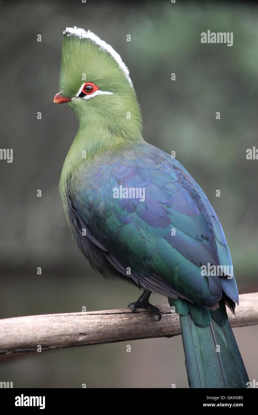 Turaco bird hi-res stock photography and images - Alamy