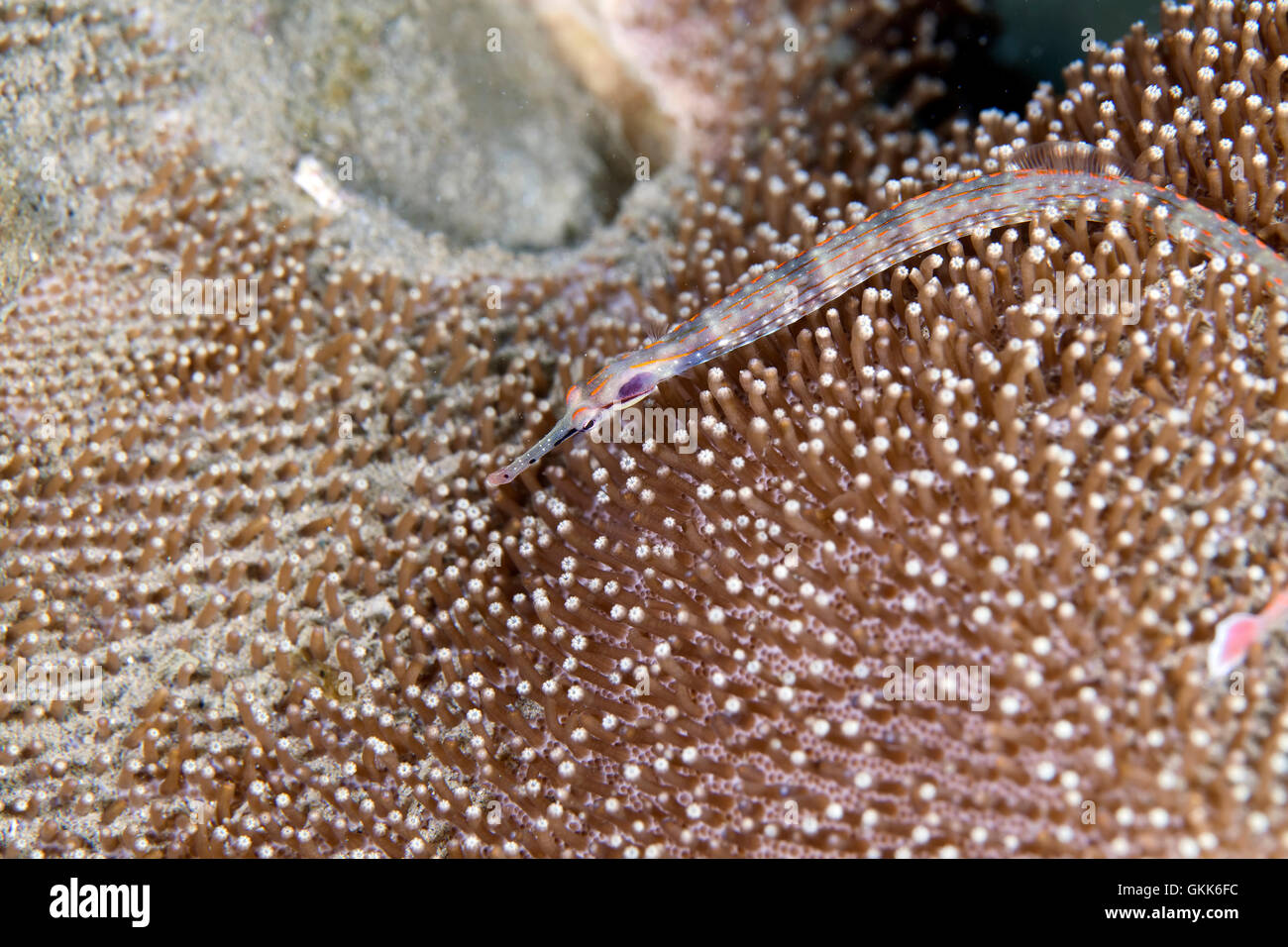 Pipefish in the Red Sea Stock Photo - Alamy