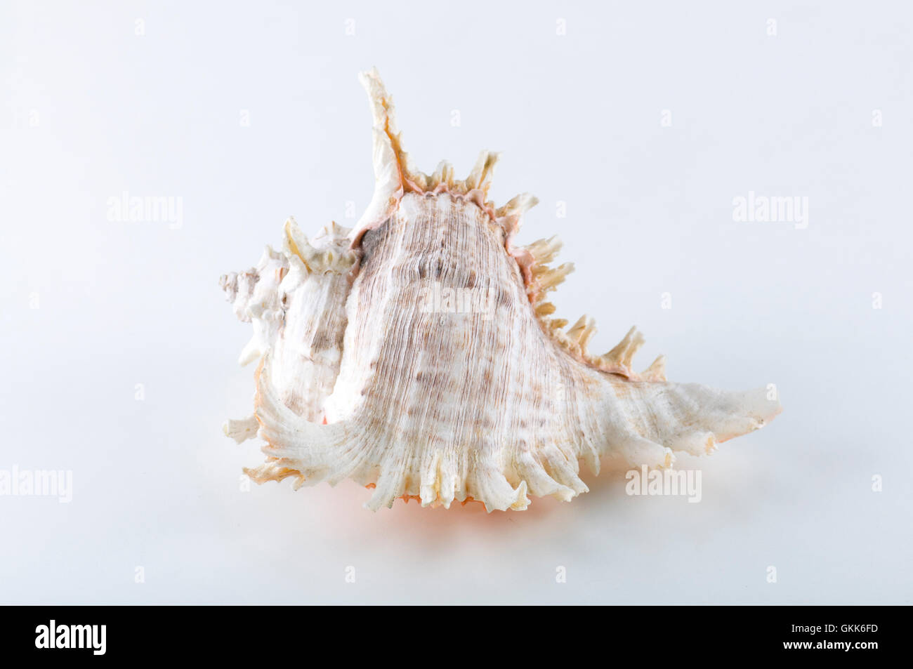 sea shell with white background Stock Photo - Alamy