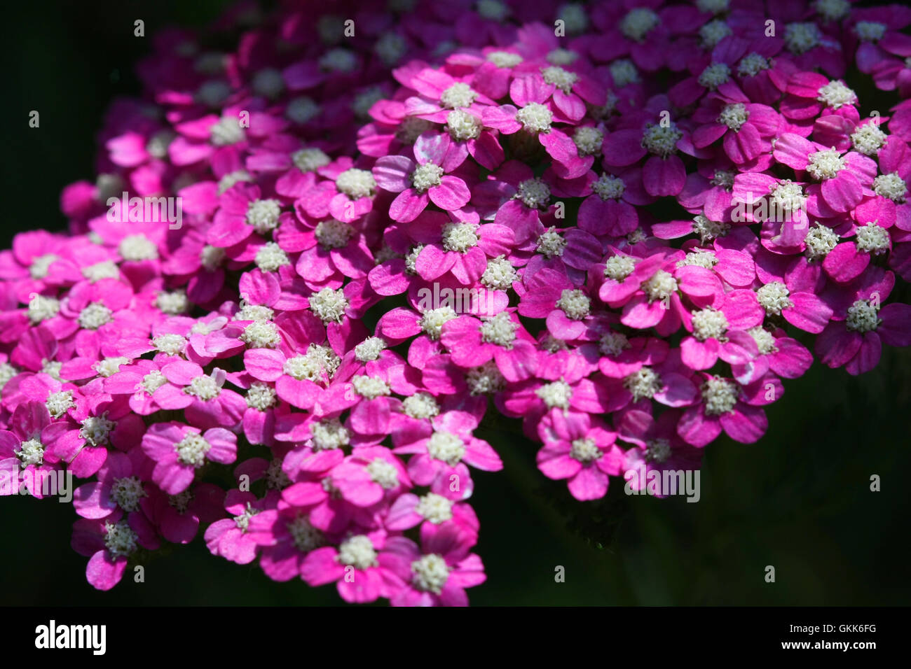 Pink yarrow flower hi-res stock photography and images - Alamy