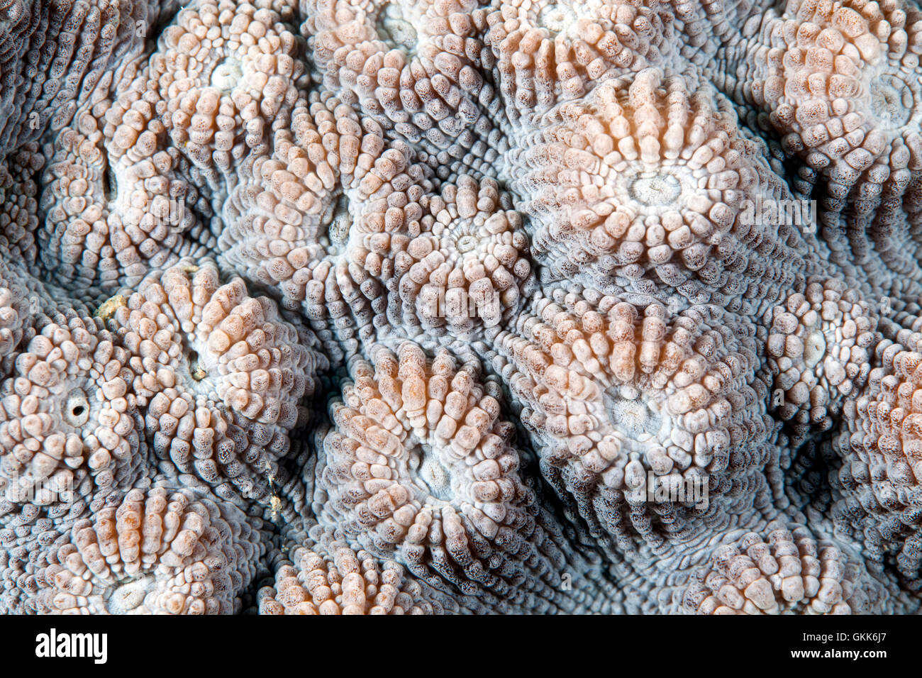 Coral texture in the Red Sea Stock Photo - Alamy