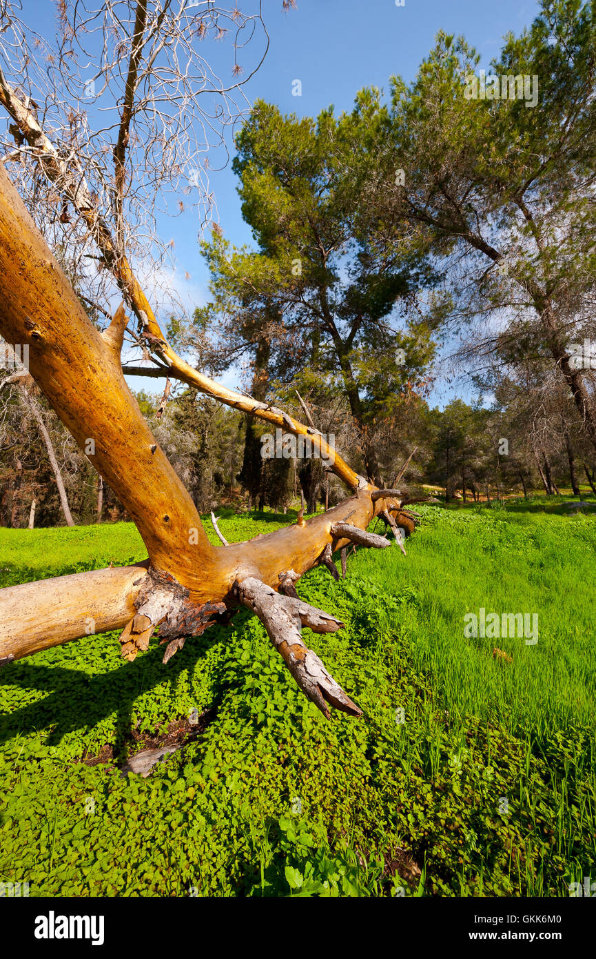 Broken crown not teeth hi-res stock photography and images - Alamy