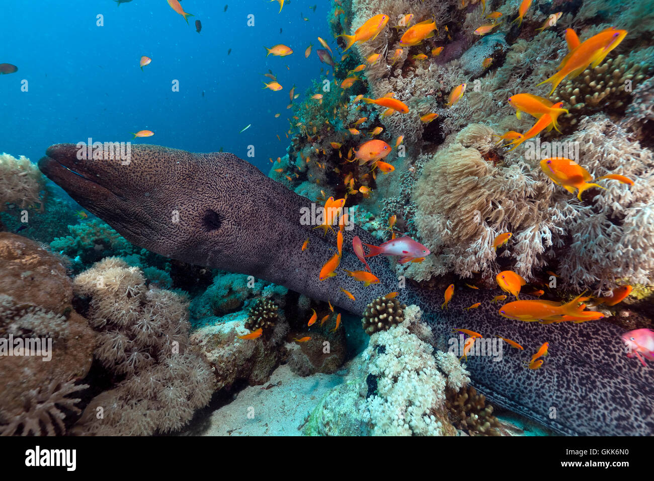 Giant moray in the Red Sea Stock Photo - Alamy