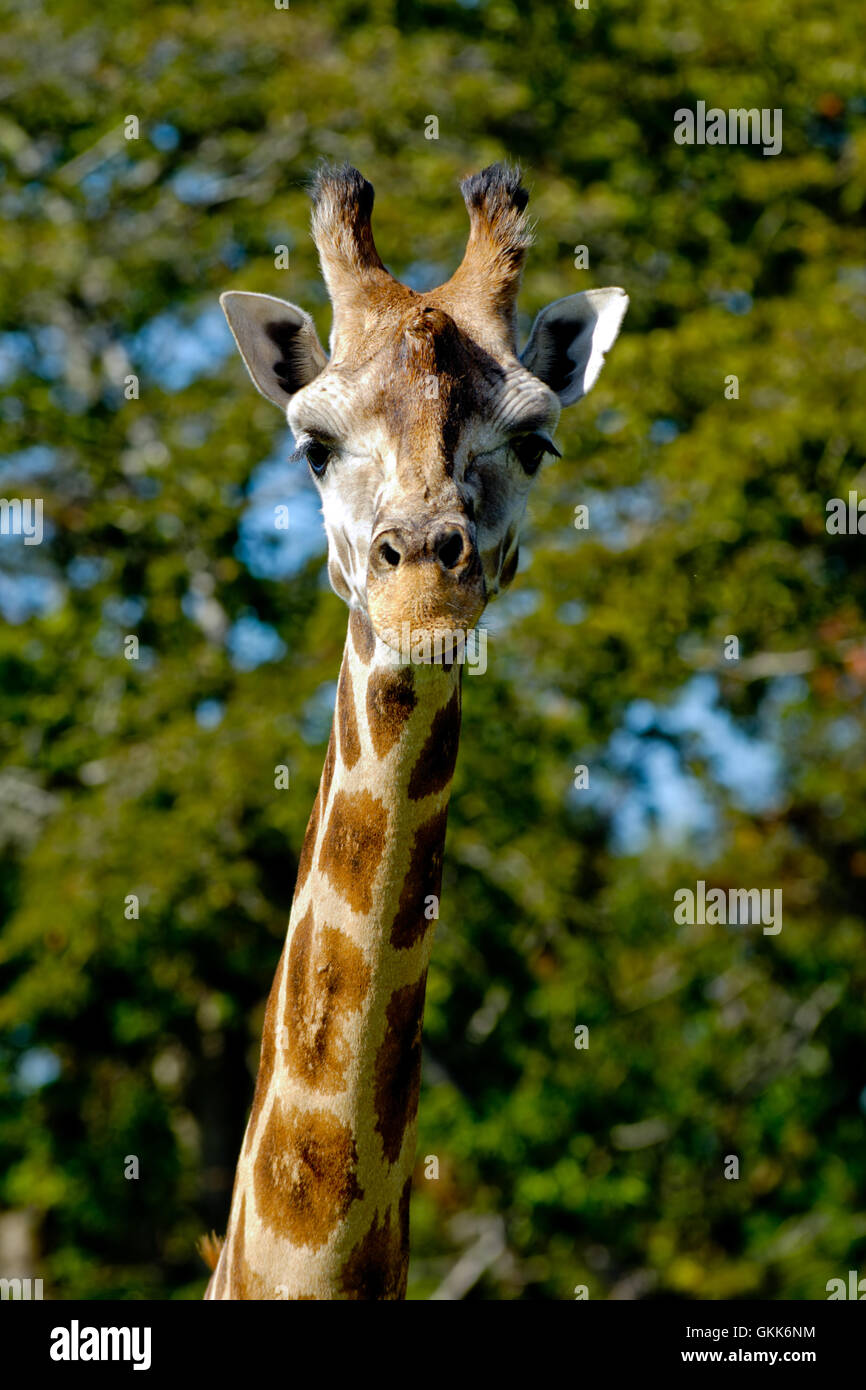 Giraff neck hi-res stock photography and images - Alamy