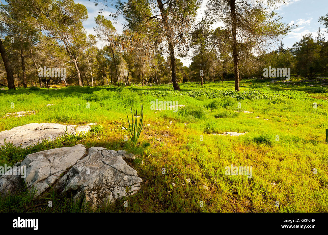 Flexible branches hi-res stock photography and images - Alamy