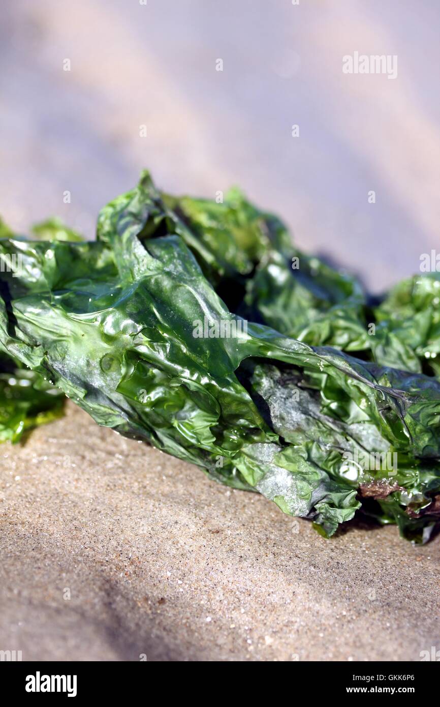 Green plankton hi-res stock photography and images - Alamy