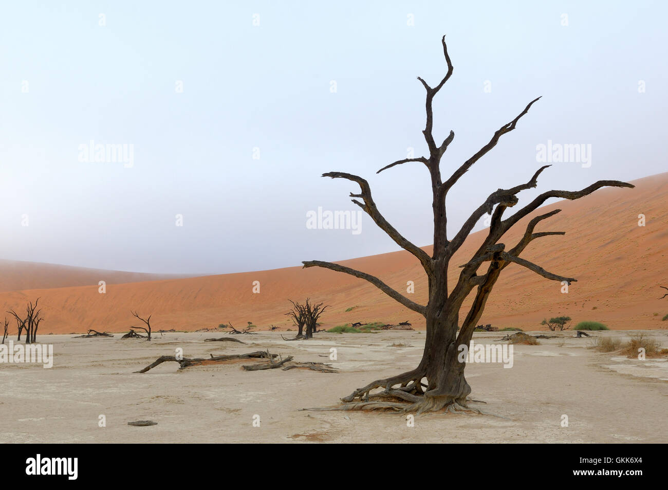 Lonely tree skeleton, Deadvlei, Namibia Stock Photo - Alamy