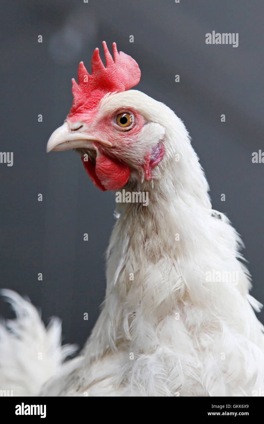 head and neck of chicken Stock Photo - Alamy