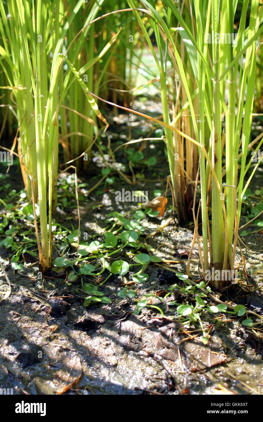 reed in a swamp Stock Photo - Alamy