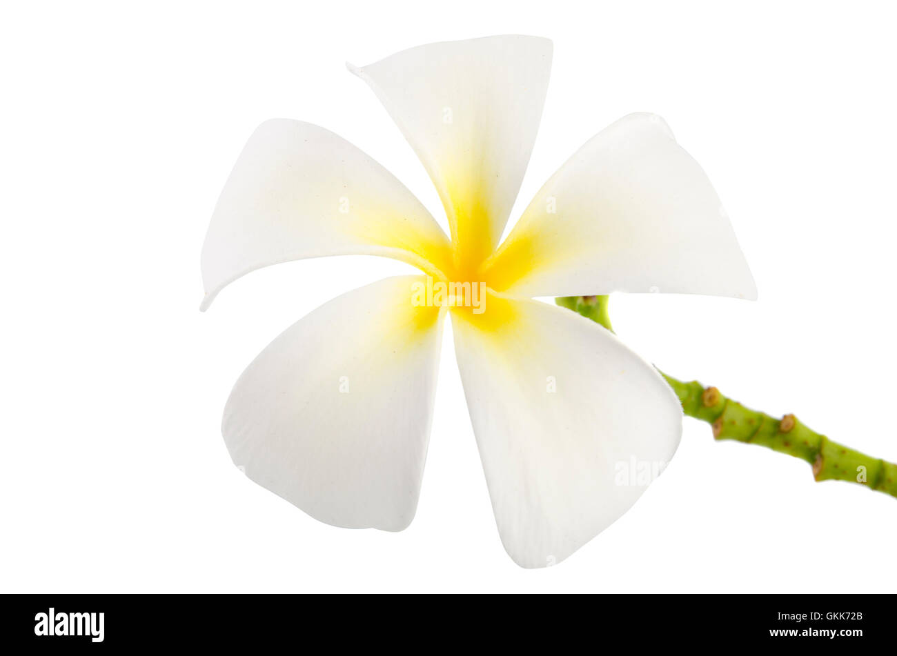 Frangipani plant Cut Out Stock Images & Pictures - Alamy
