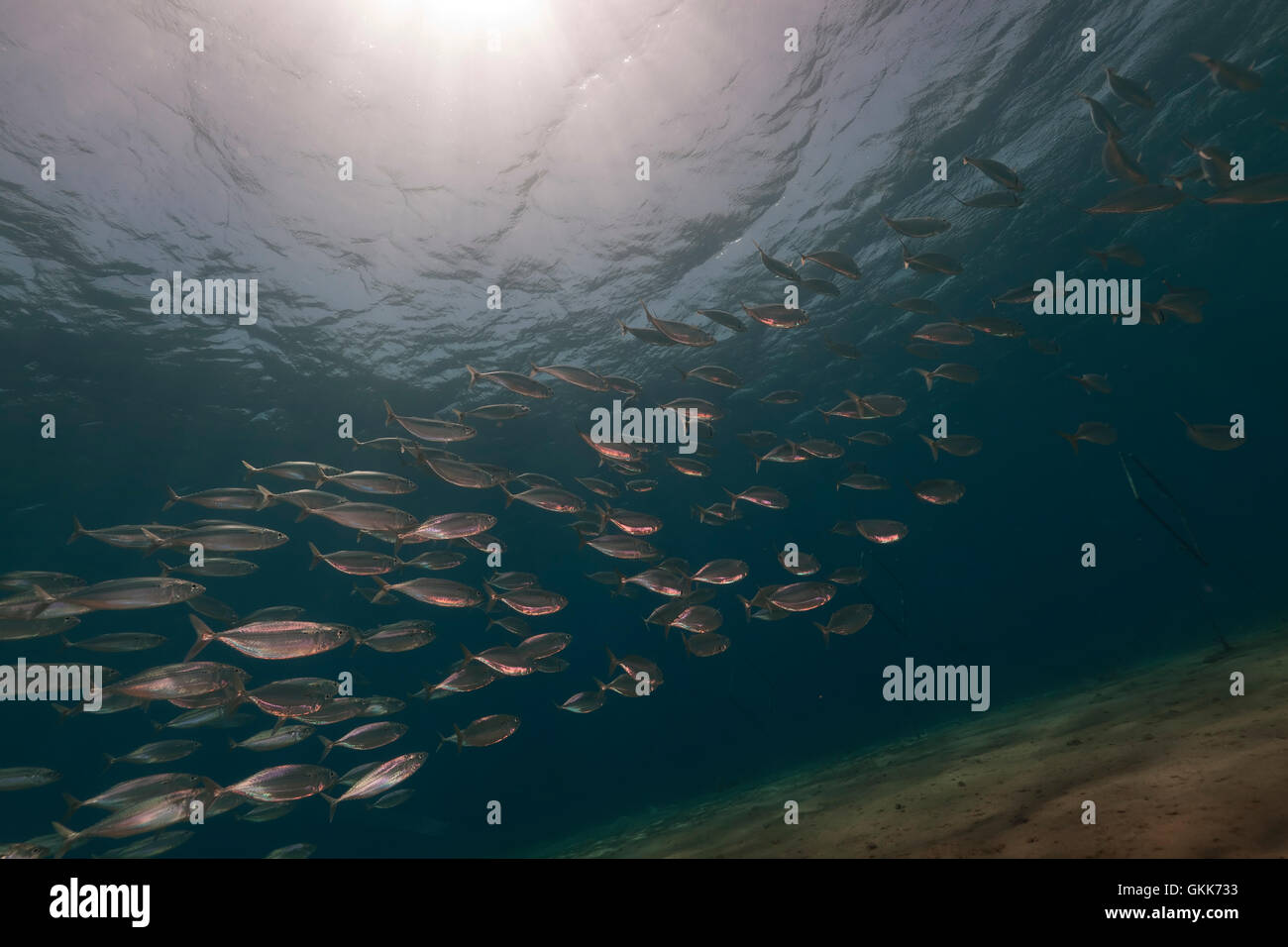 Striped mackerel (rastrelliger kanagurta) in the Red Sea Stock Photo ...