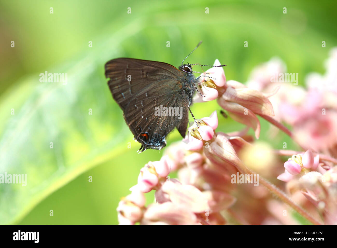 Lycaenidae theclinae hi-res stock photography and images - Alamy