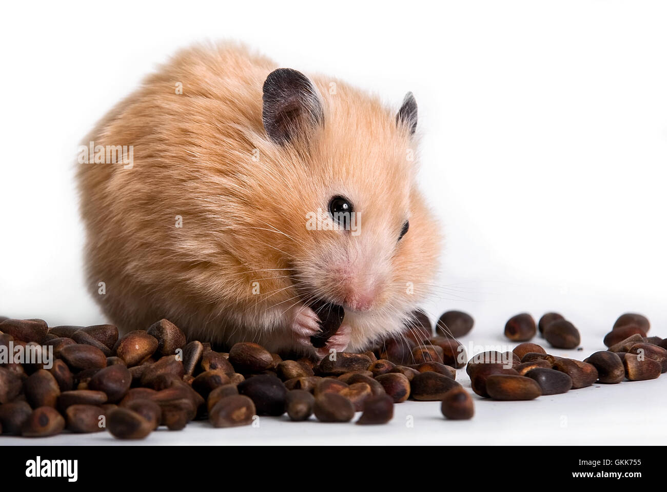 Fat hamster hi-res stock photography and images - Alamy