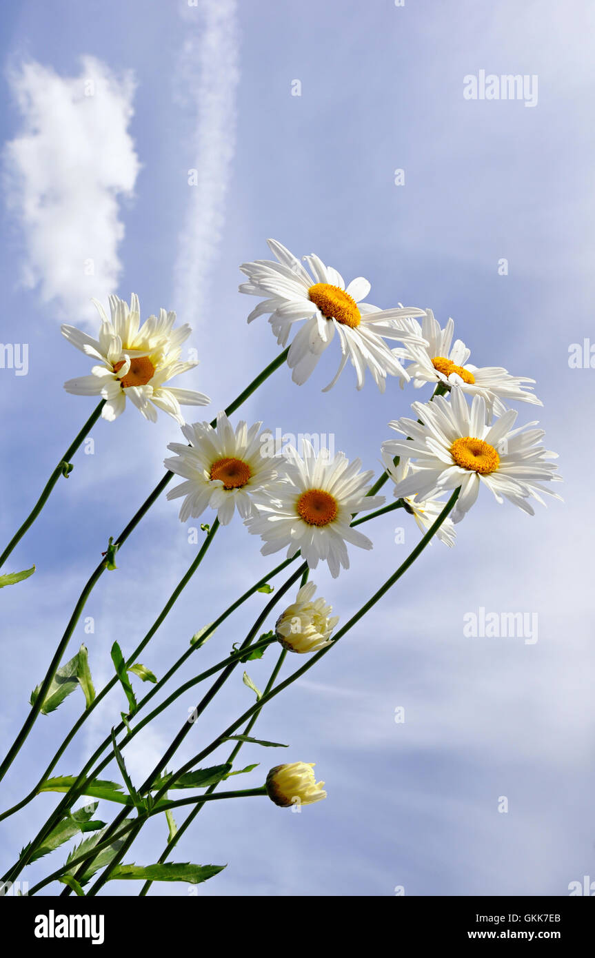 Garden daisy wheels Stock Photo - Alamy