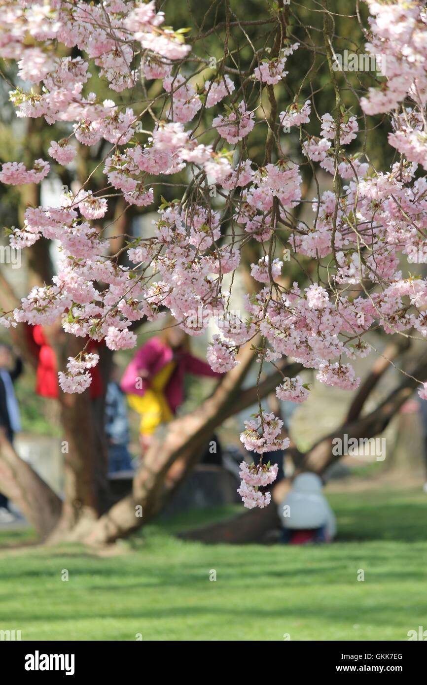 a day in the spring park Stock Photo - Alamy