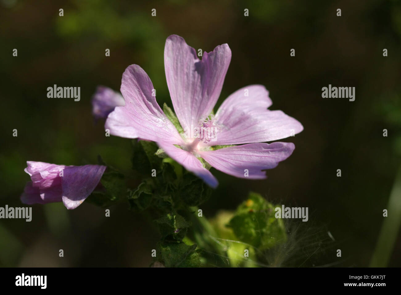 Blossom mallow hi-res stock photography and images - Alamy