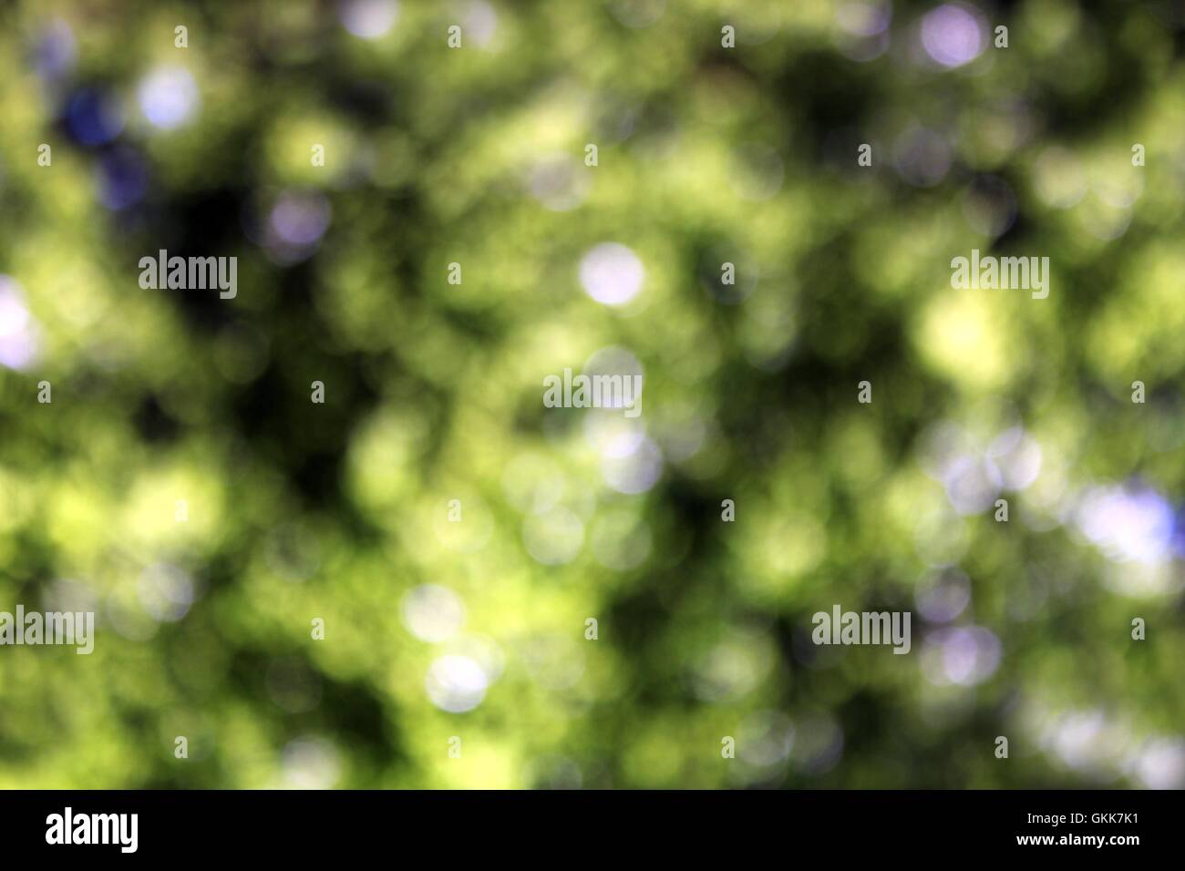 green plant blur background Stock Photo - Alamy