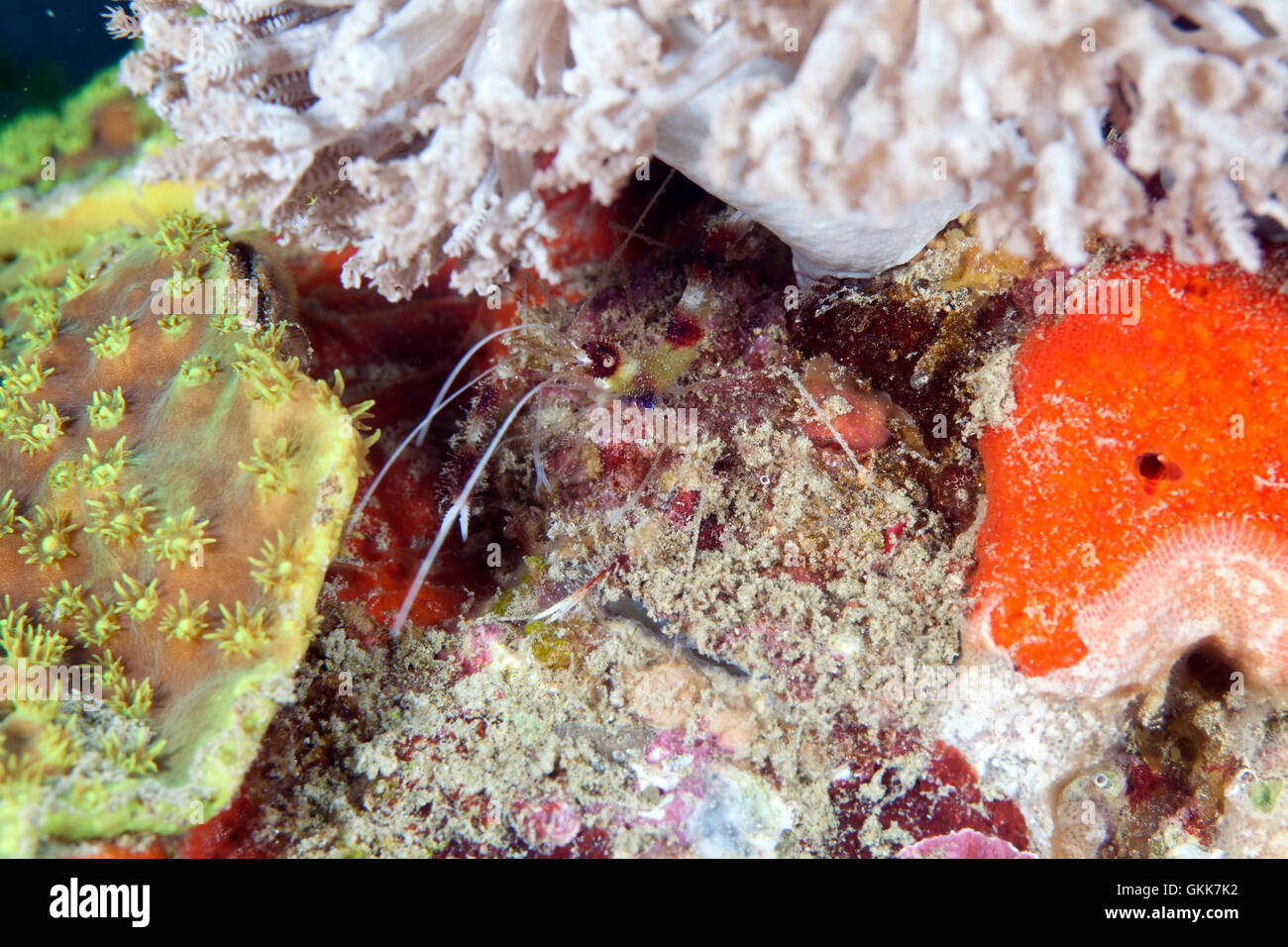 Boxer shrimp (stenopus hispidus) in the Red Sea Stock Photo - Alamy