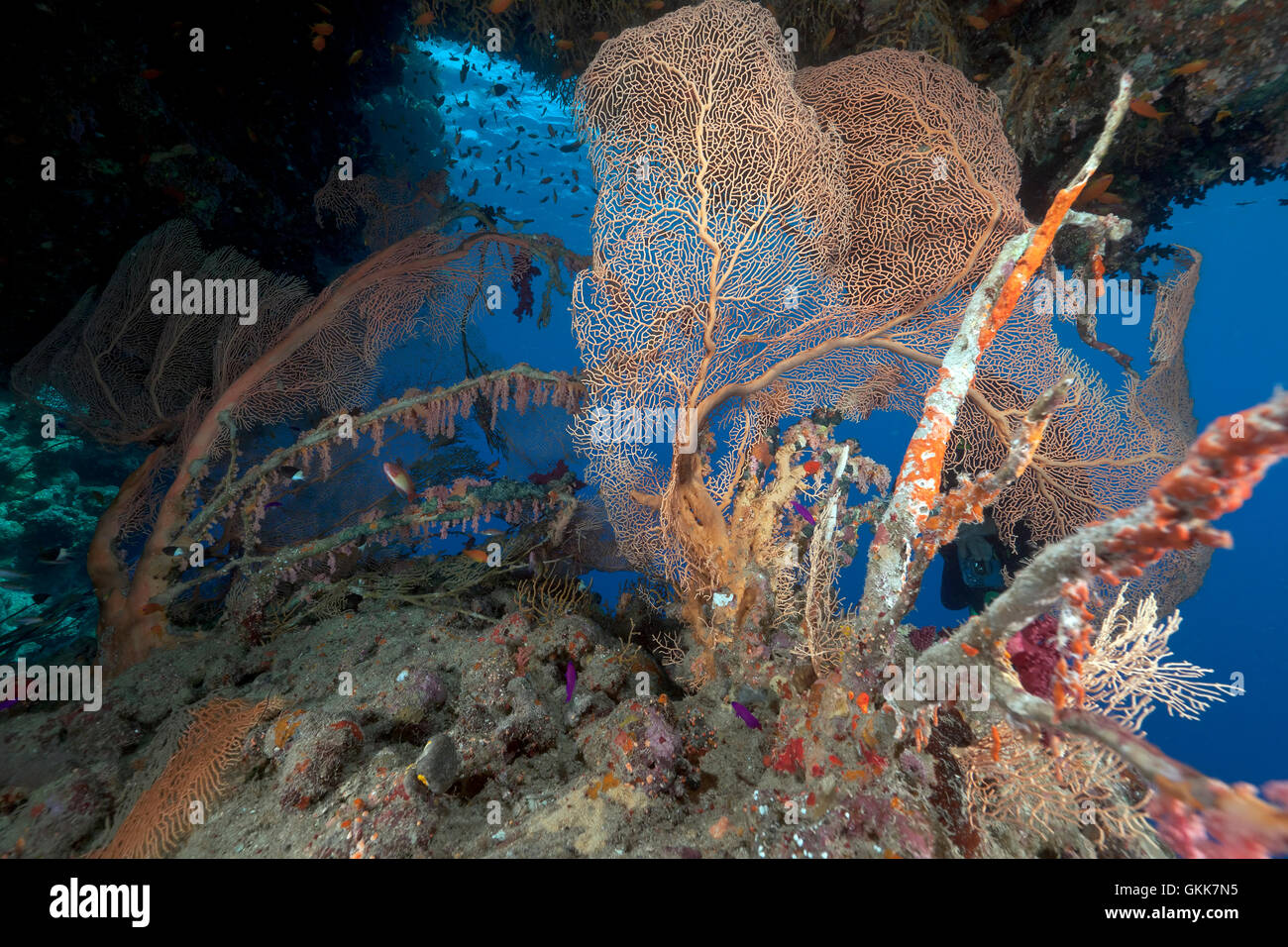 Seafan and tropical reef in the Red Sea Stock Photo - Alamy