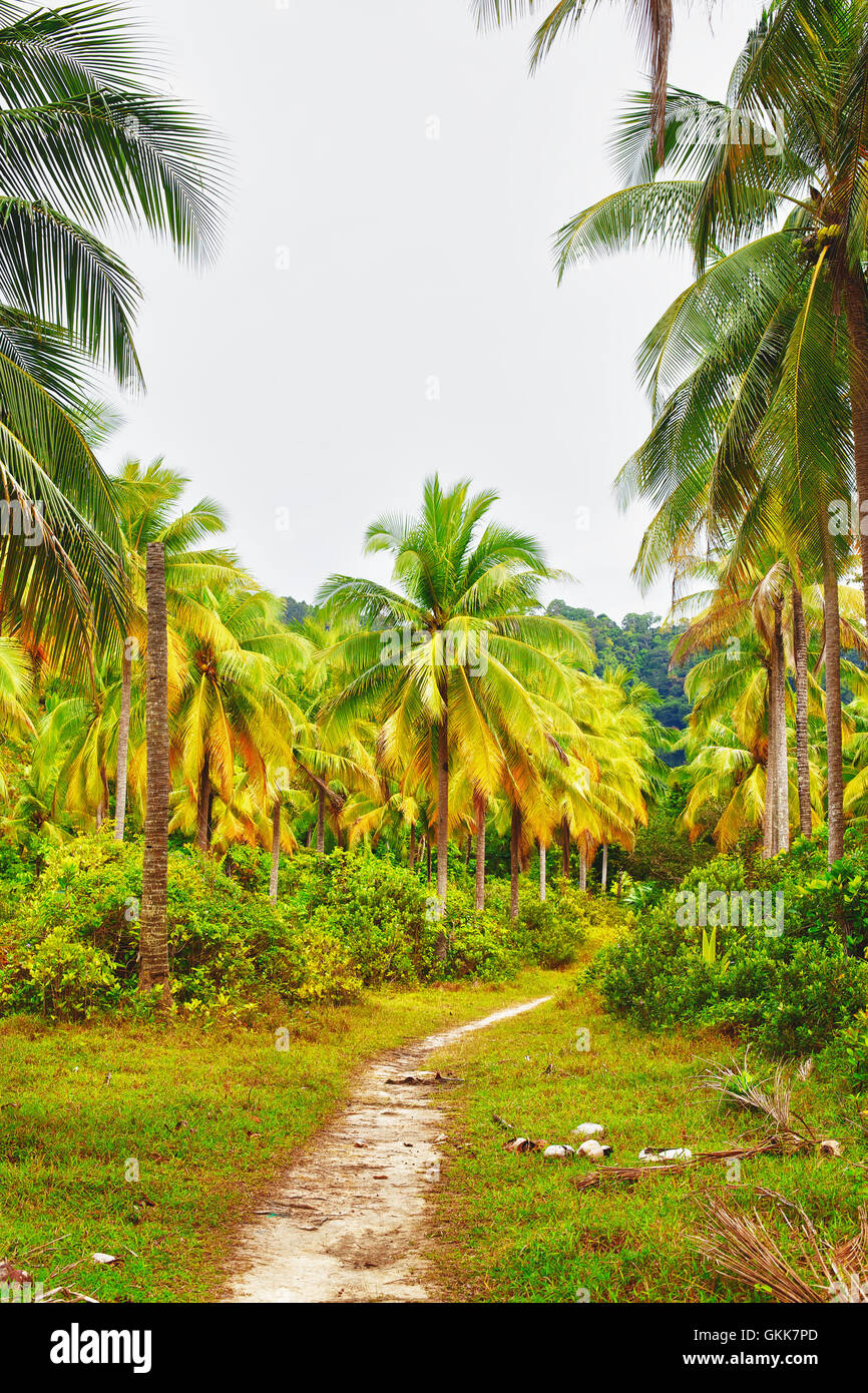 Road in Jungle Stock Photo - Alamy