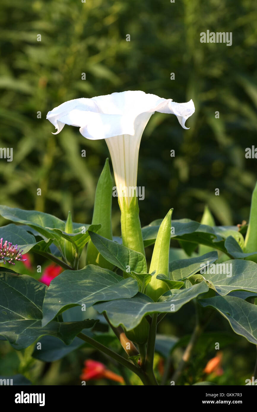 White Trumpet flower Stock Photo - Alamy