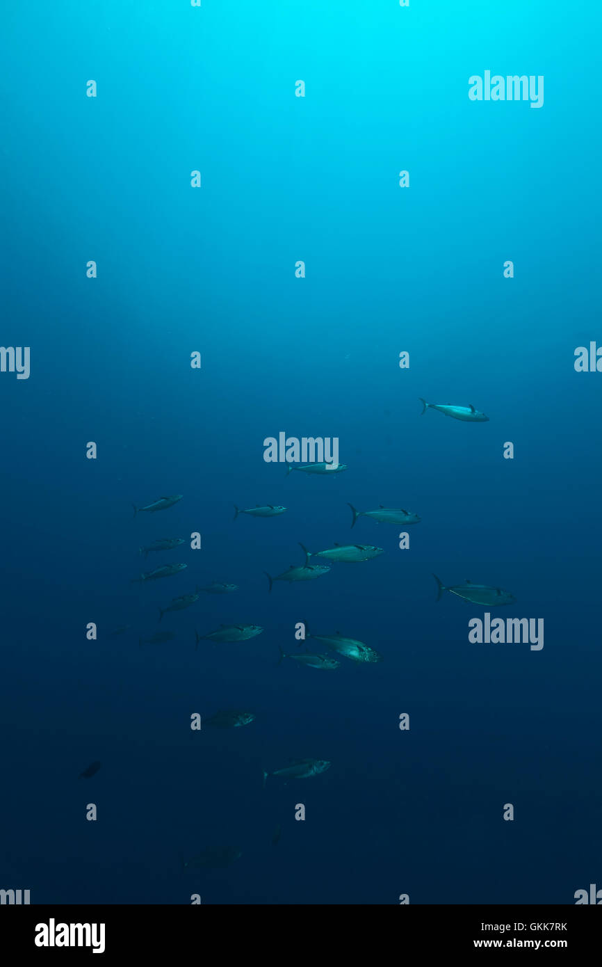 Dogtooth tuna in the Red Sea Stock Photo - Alamy