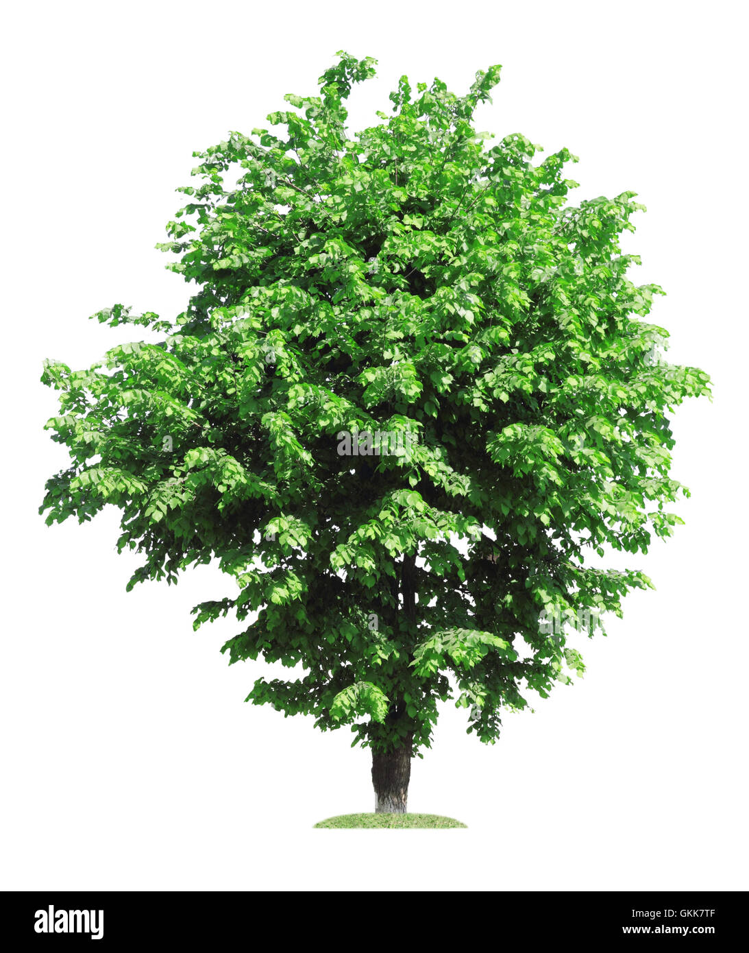 Elm tree sapling hi-res stock photography and images - Alamy