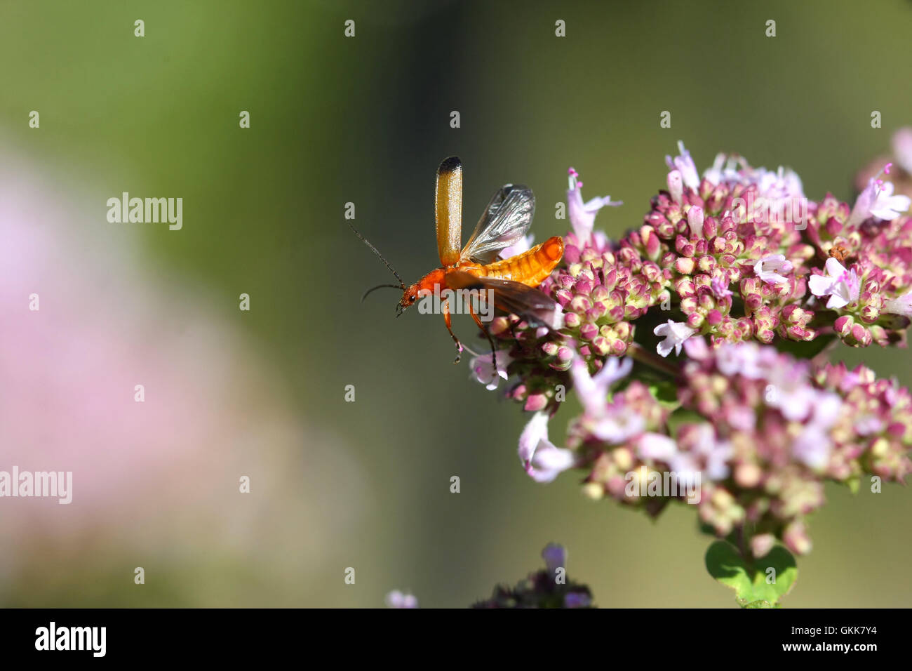 Common Red Soldier Beetle Stock Photo - Alamy