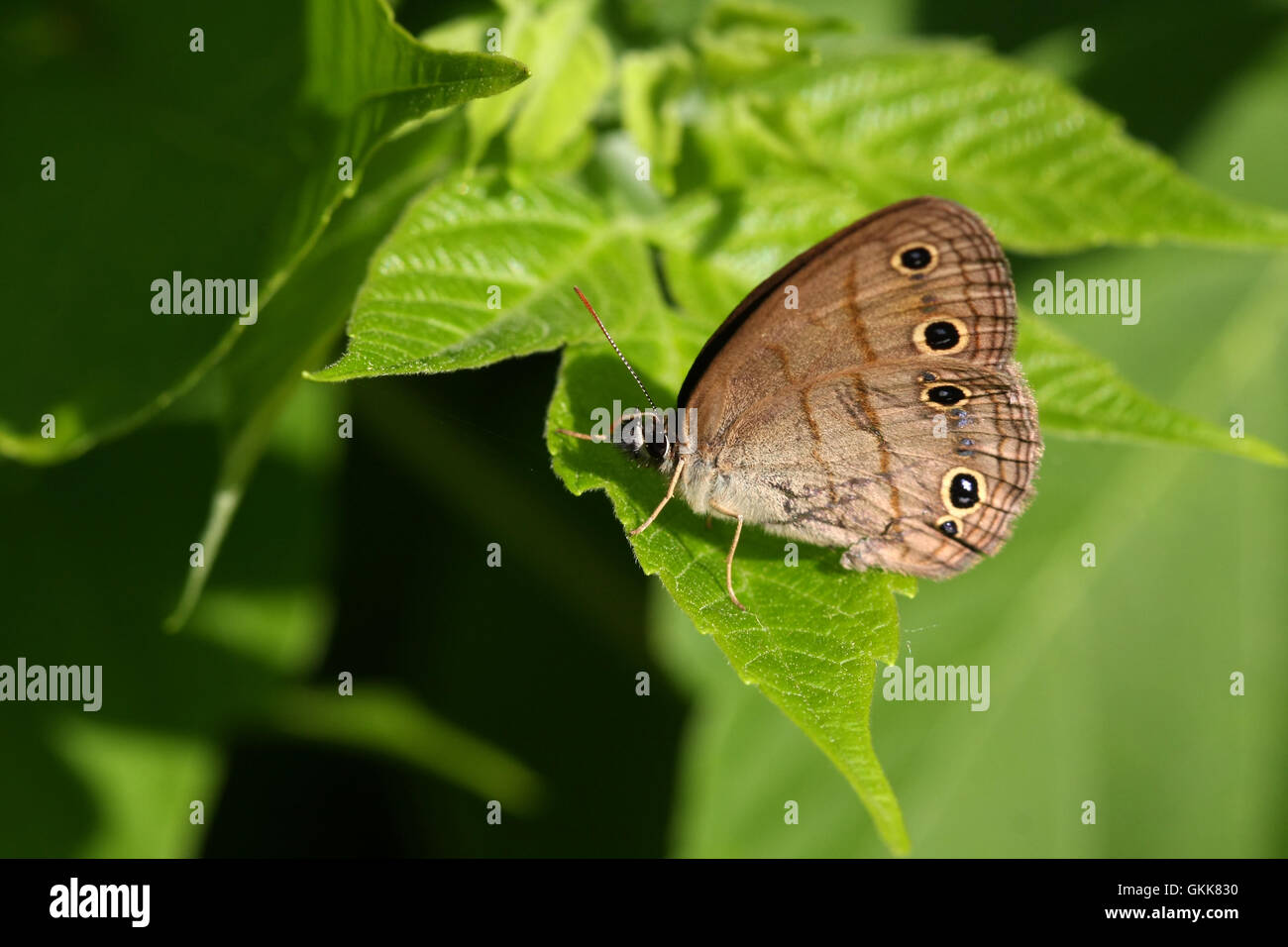 Satyr butterfly hi-res stock photography and images - Alamy