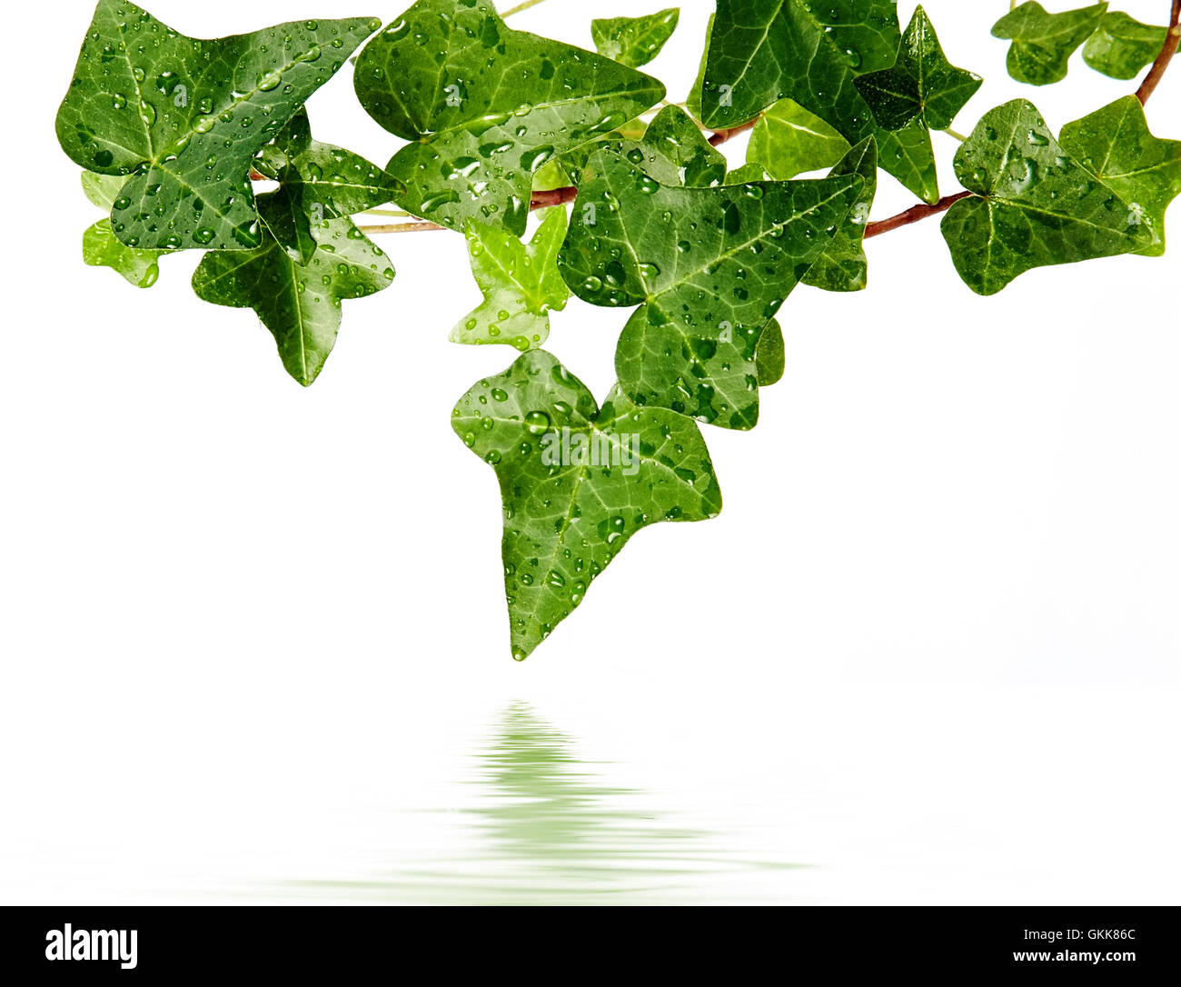 Hedera ivy twig leaves hi-res stock photography and images - Alamy