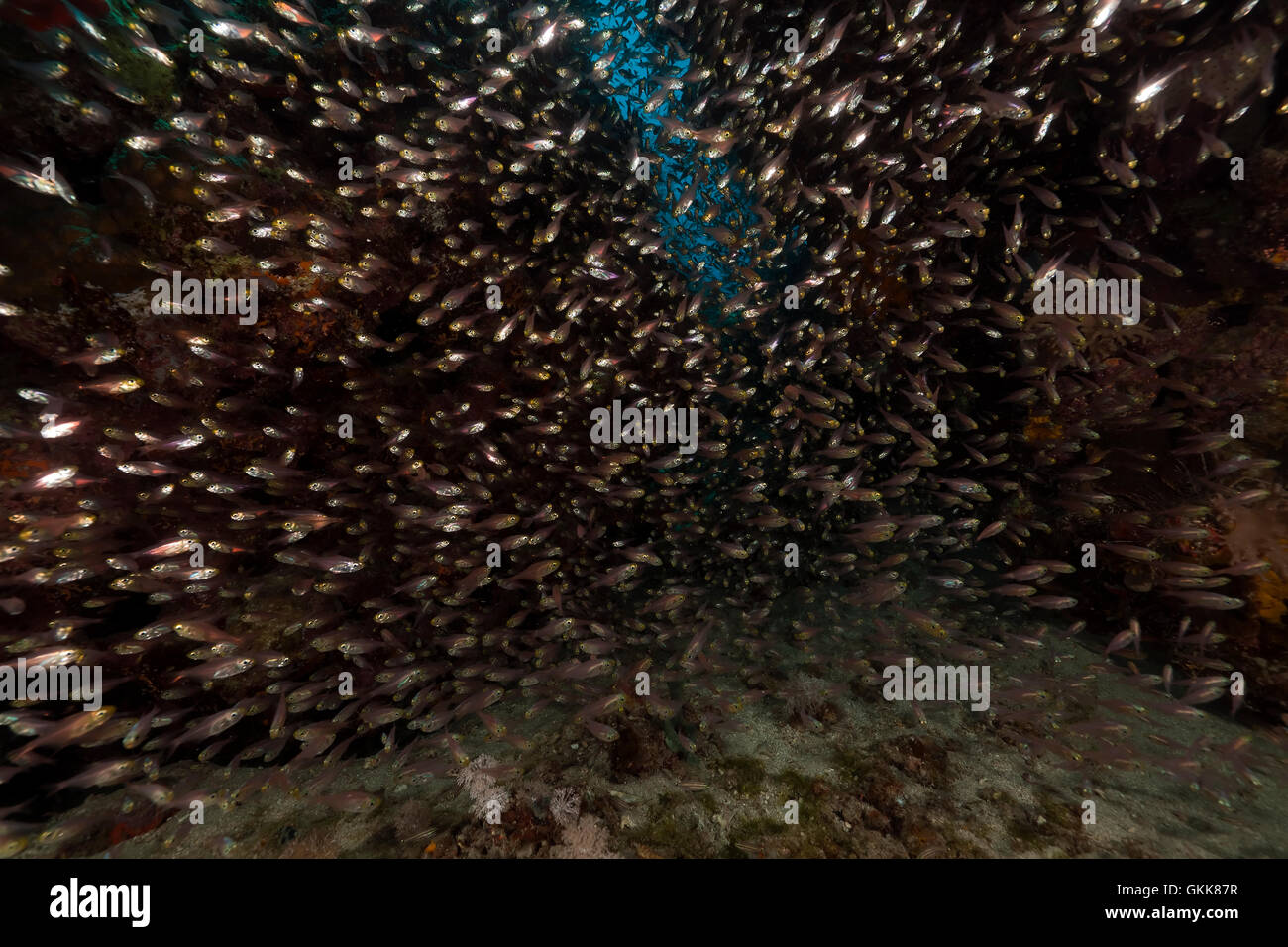 Glassfish background hi-res stock photography and images - Alamy
