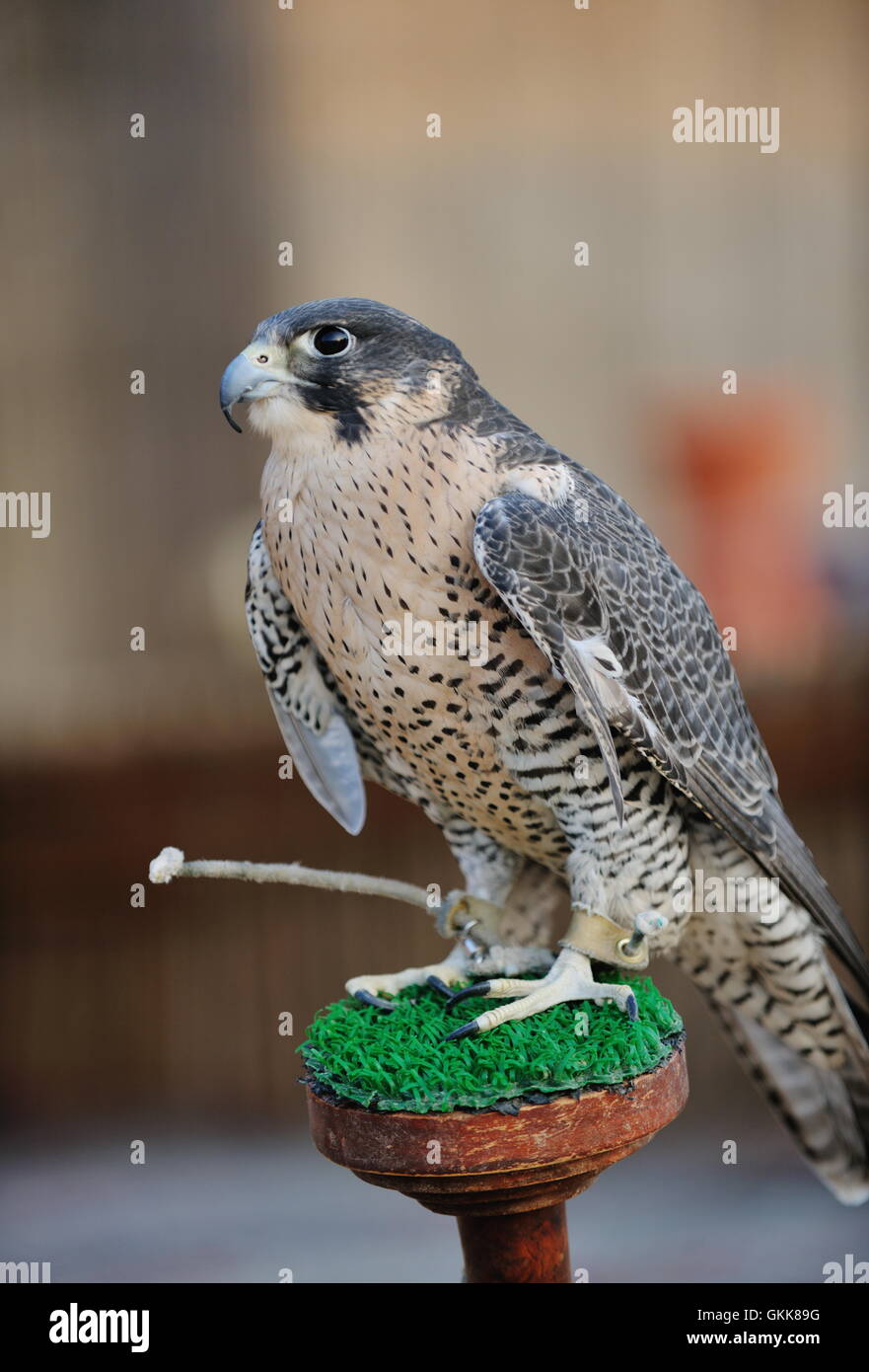 arab falcon bird Stock Photo - Alamy