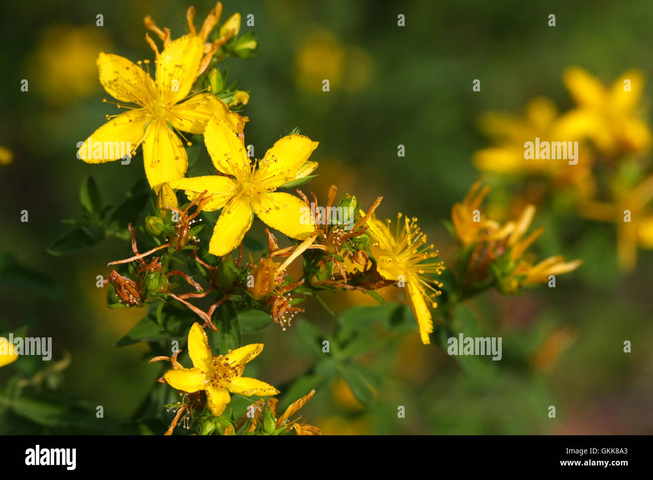St Johns Wort Flower Stock Photo - Alamy