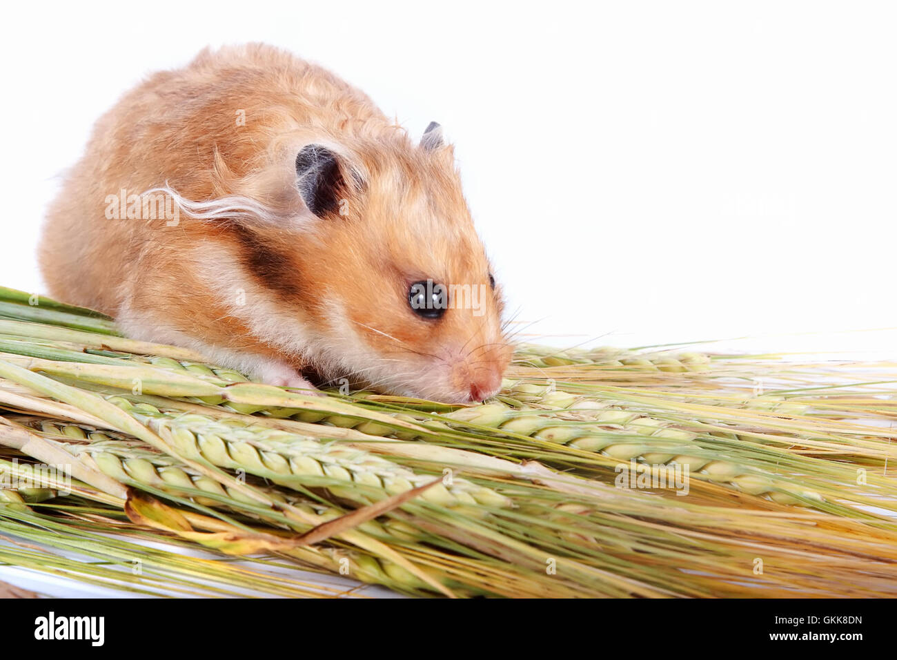 Hamster with food Stock Photo - Alamy