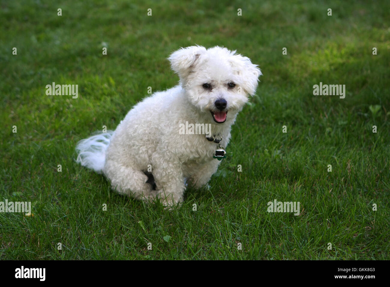 Bichon frise dog portrait tongue hi-res stock photography and images ...