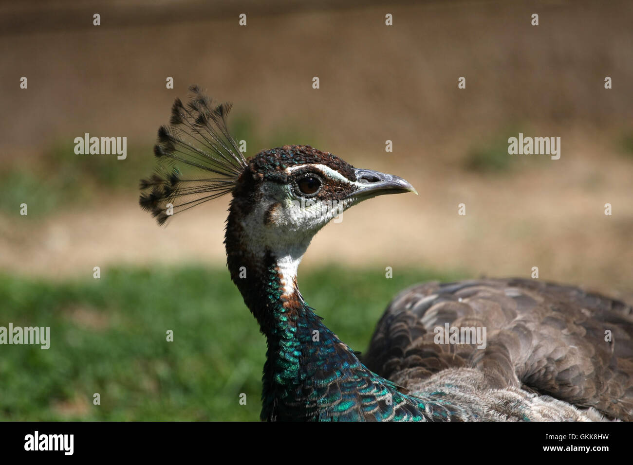 Peahen profile of head Stock Photo - Alamy