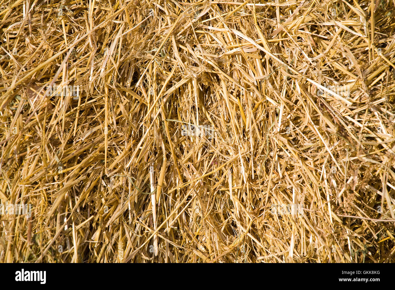 Background from the dry yellow straw which has remained after ...