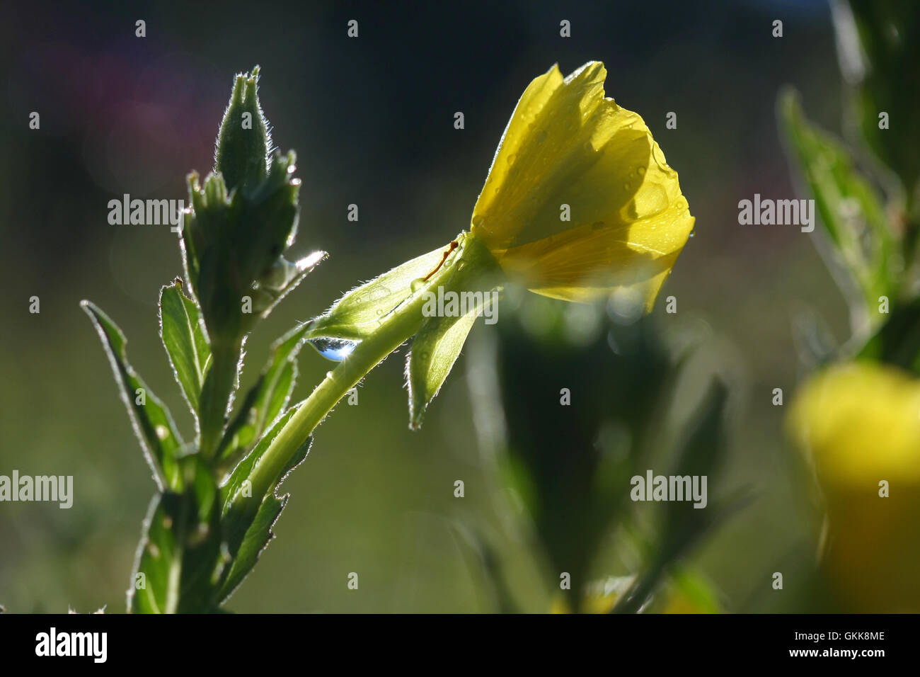 Evening Primrose flower Stock Photo - Alamy