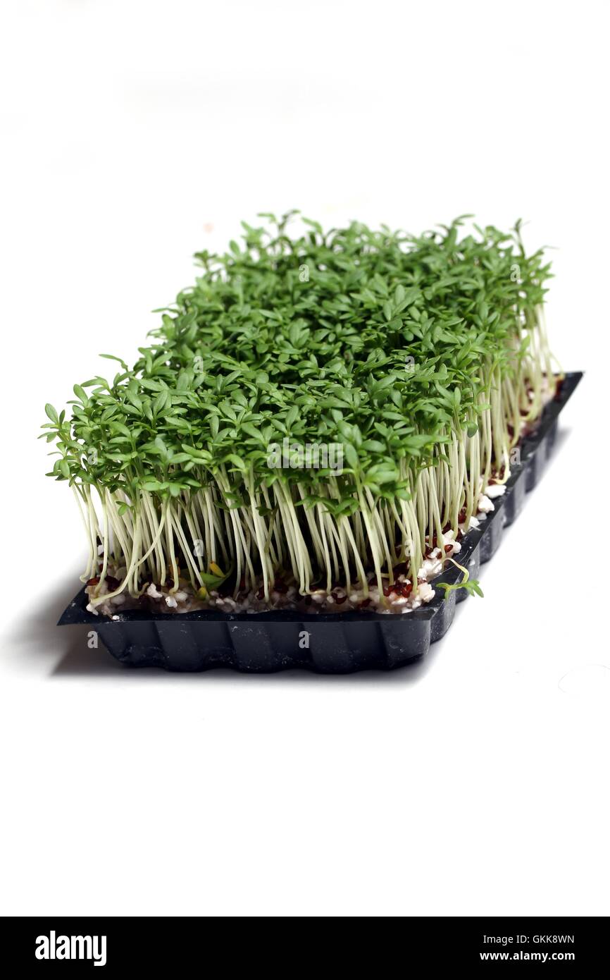 Cress Plant Stock Photos & Cress Plant Stock Images - Alamy