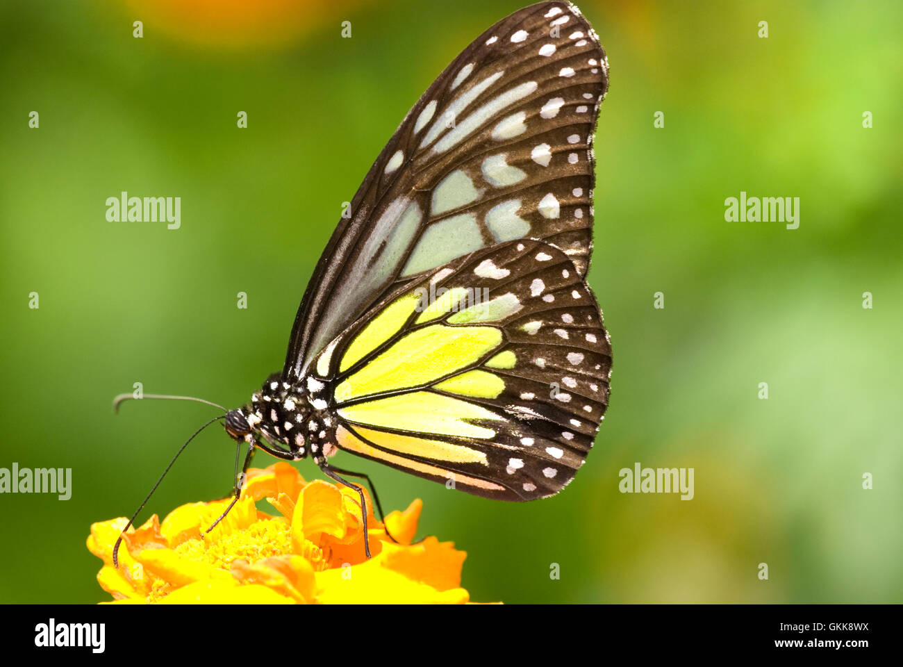 butterfly with natural Stock Photo - Alamy